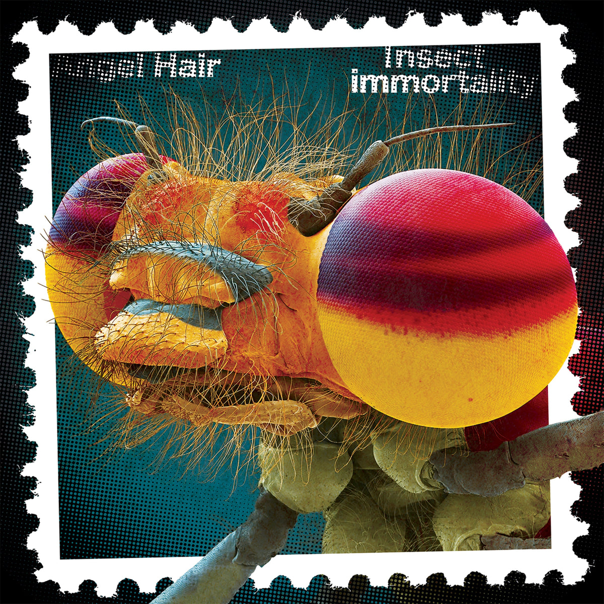 Angel Hair "Insect Immortality" - Deathwish Inc